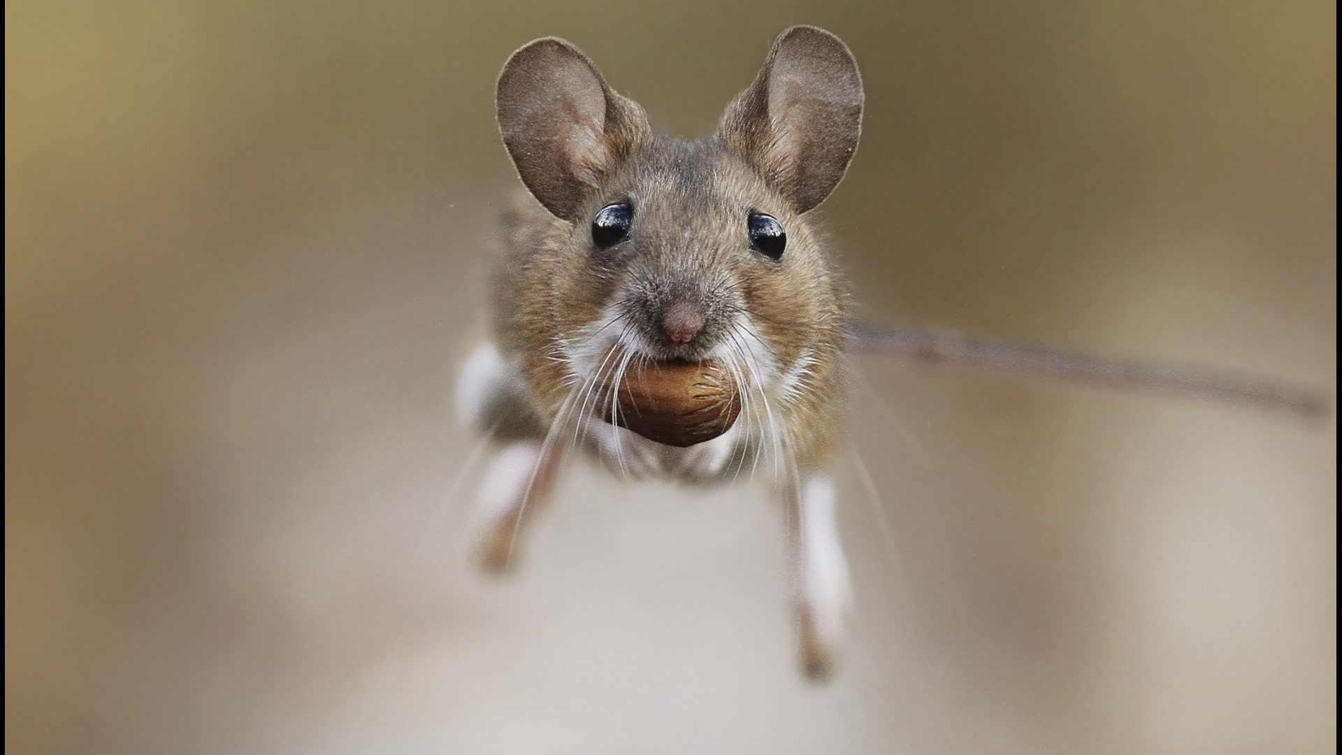 CDC: Rodents becoming aggressive amid virus restaurant closures ...