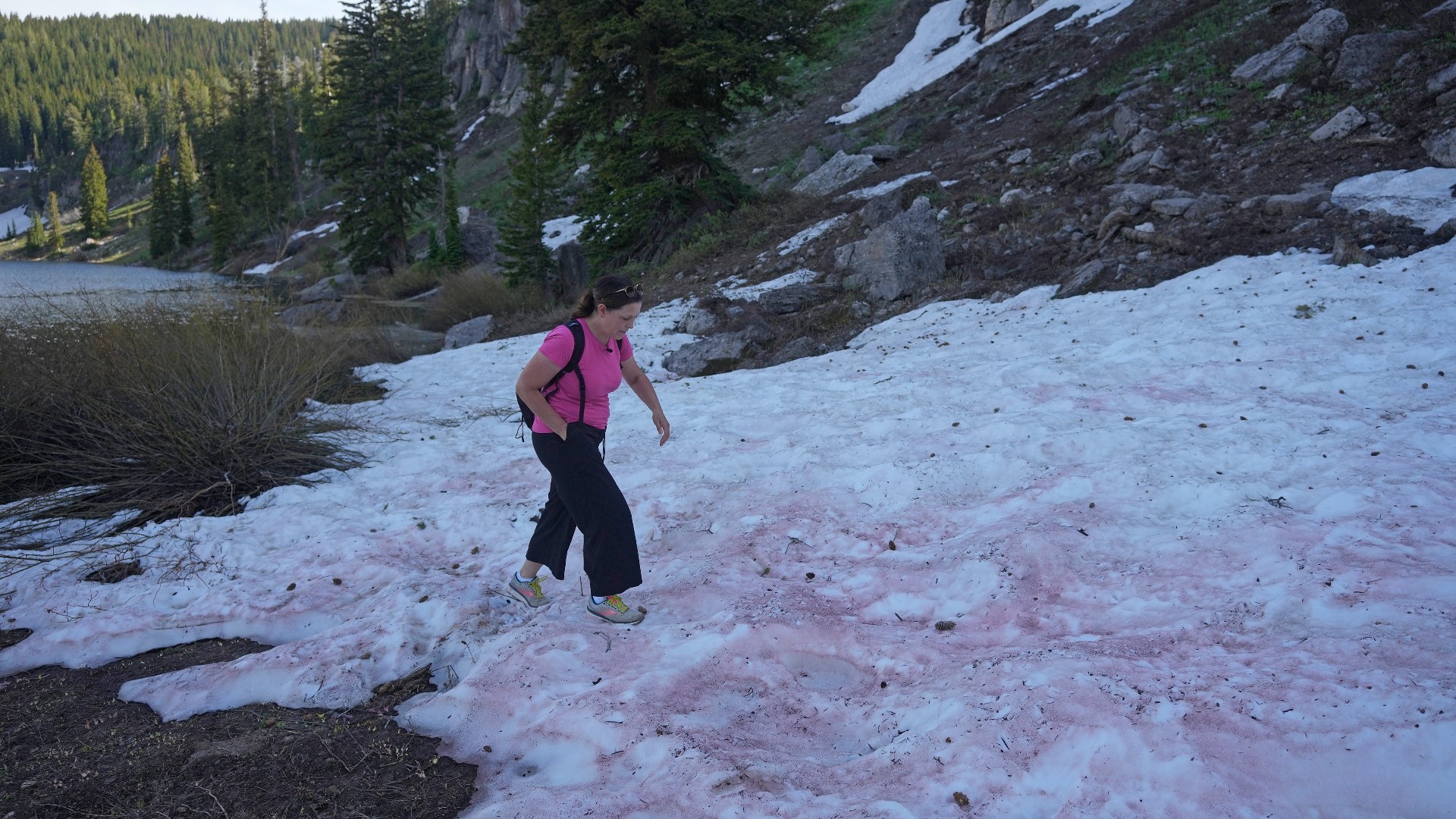 What is Watermelon snow? Pinkish snow in Utah piques curiosities ...