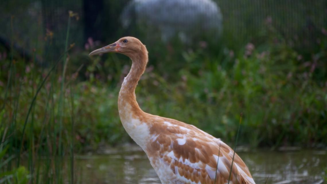 Endangered whooping crane Ducky dies from avian flu in Wisconsin ...