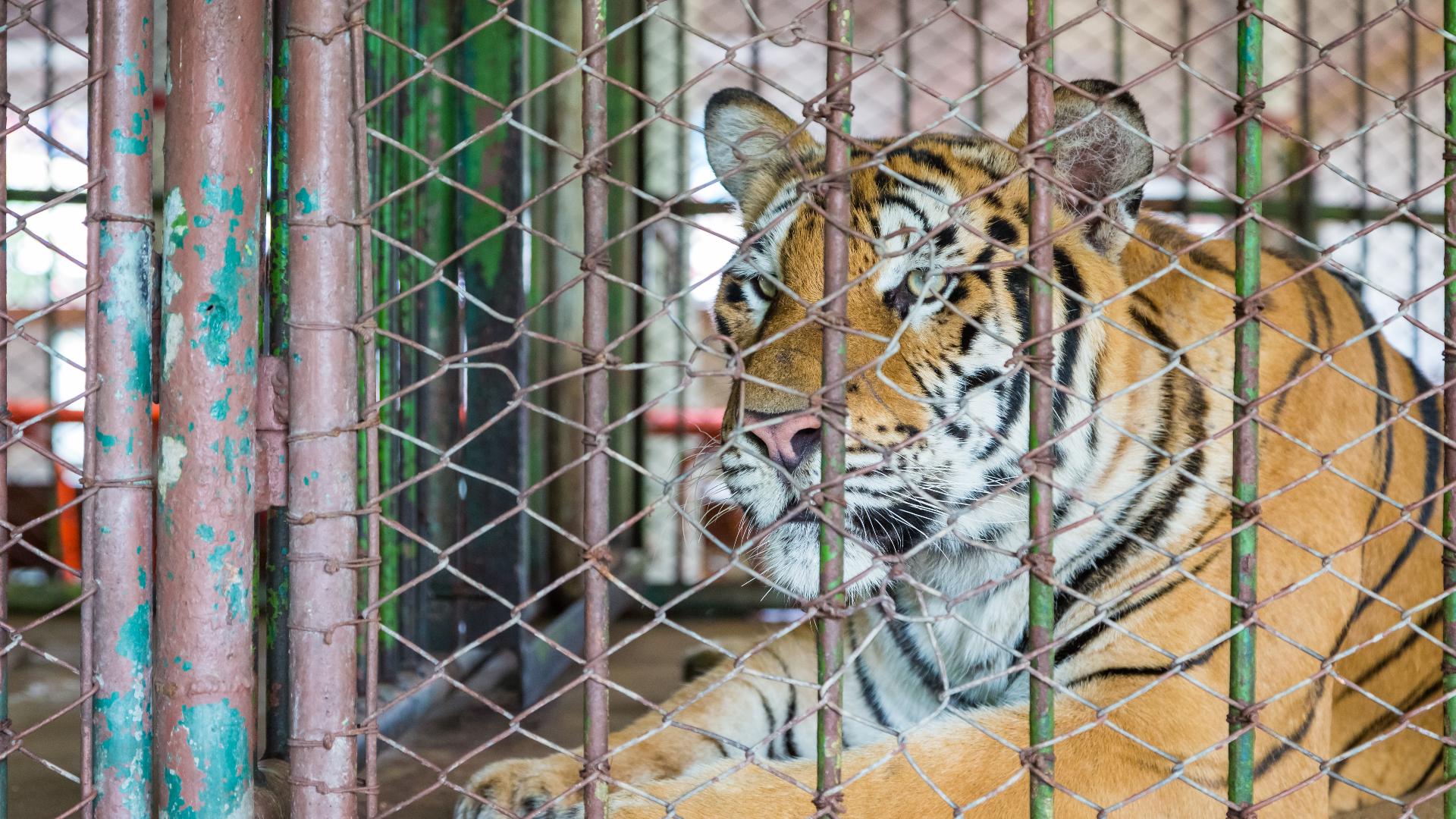 Tiger fatally attacks handler at Oklahoma preserve | wzzm13.com