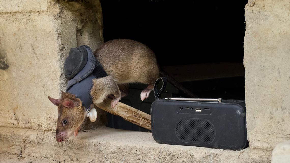 Tanzanian 'hero rats' save lives bydetecting tuberculosis, sniffing outland mines | wzzm13.com