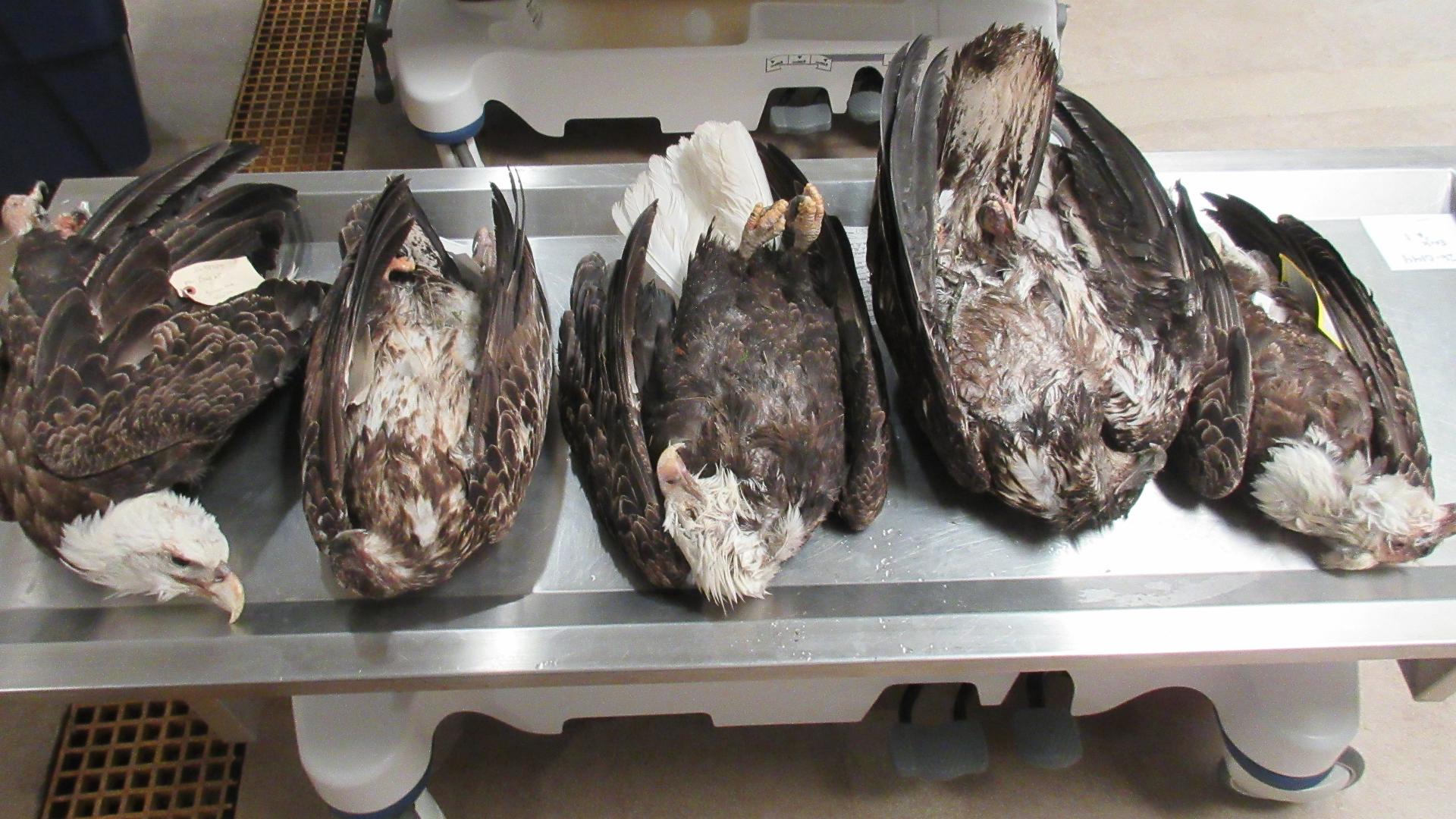 Investigation underway after 5 bald eagles found dead in Michigan ...