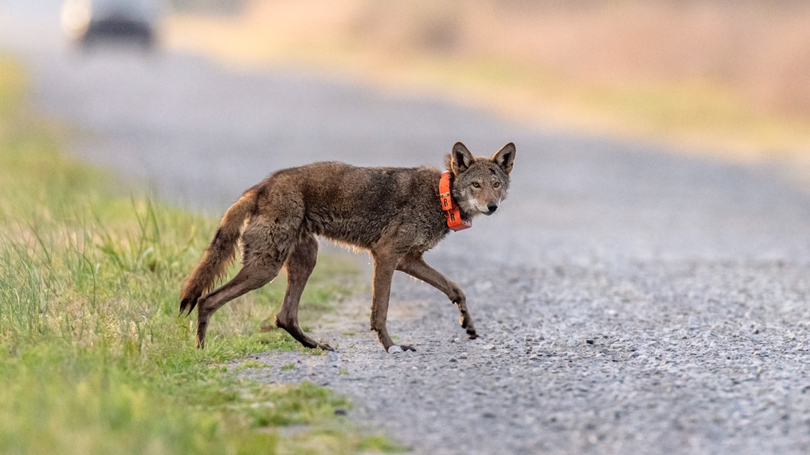 Red wolves face extinction — again | wzzm13.com