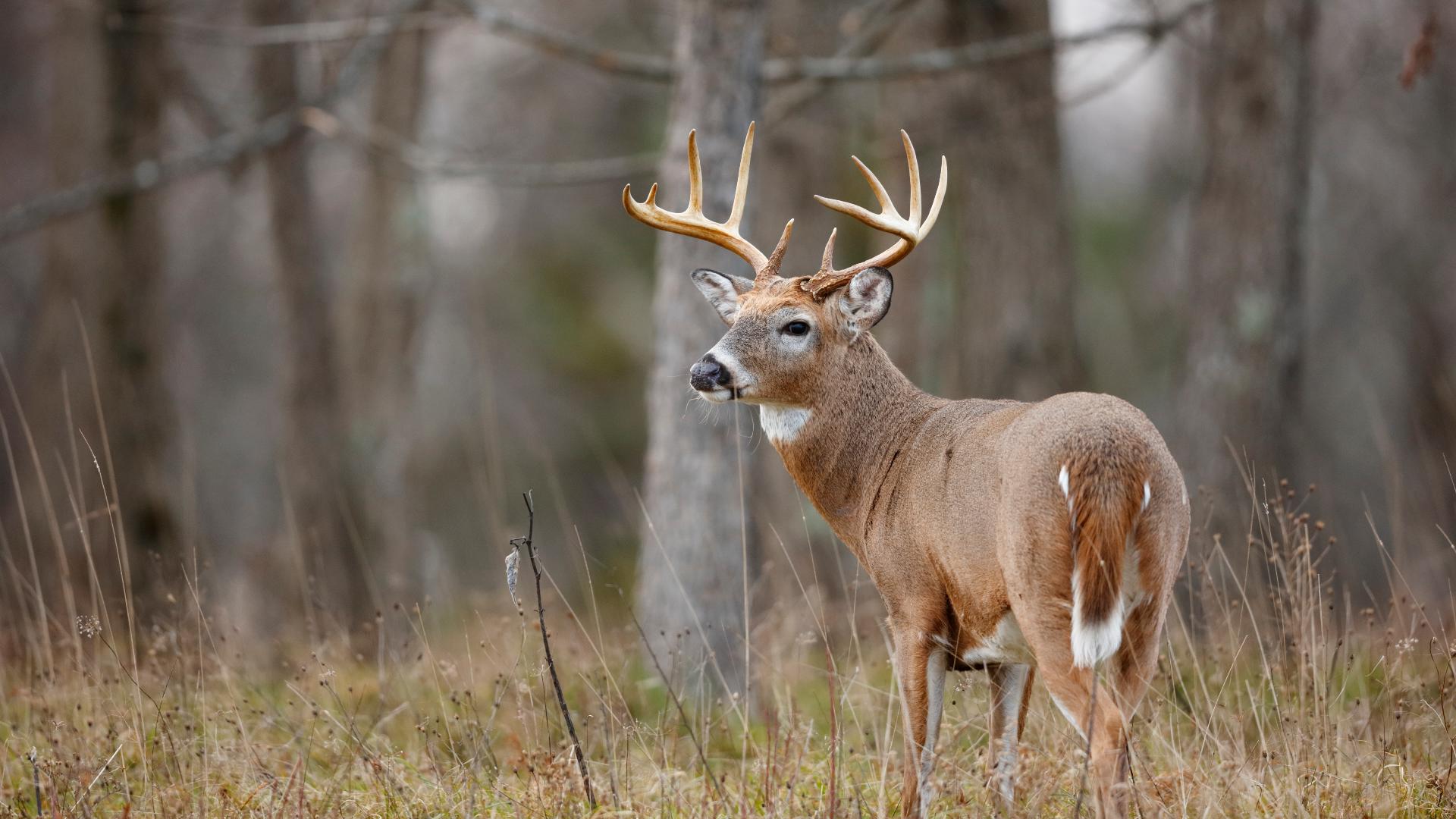 Louisiana restaurant under investigation after deer roadkill found in ...