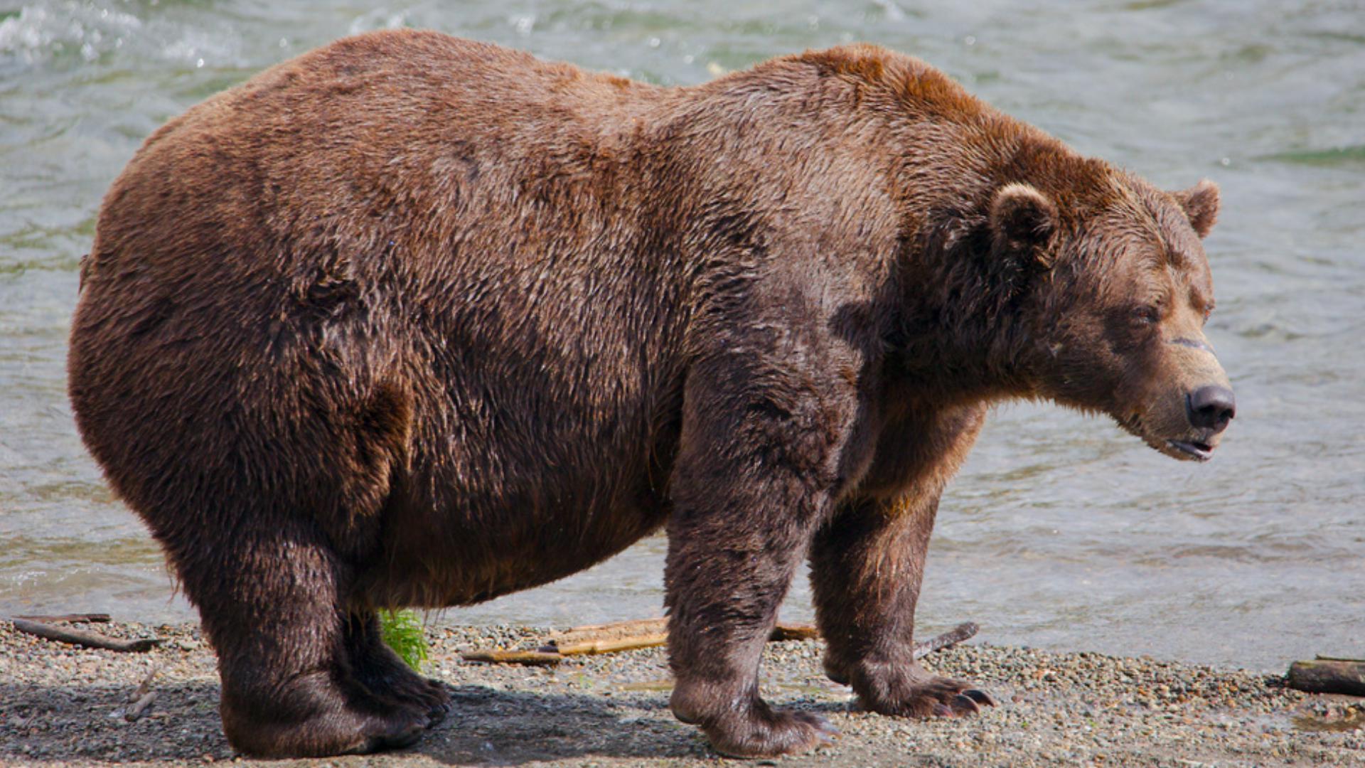 32 Chunk wins 2025 Fat Bear Week with record votes | wzzm13.com