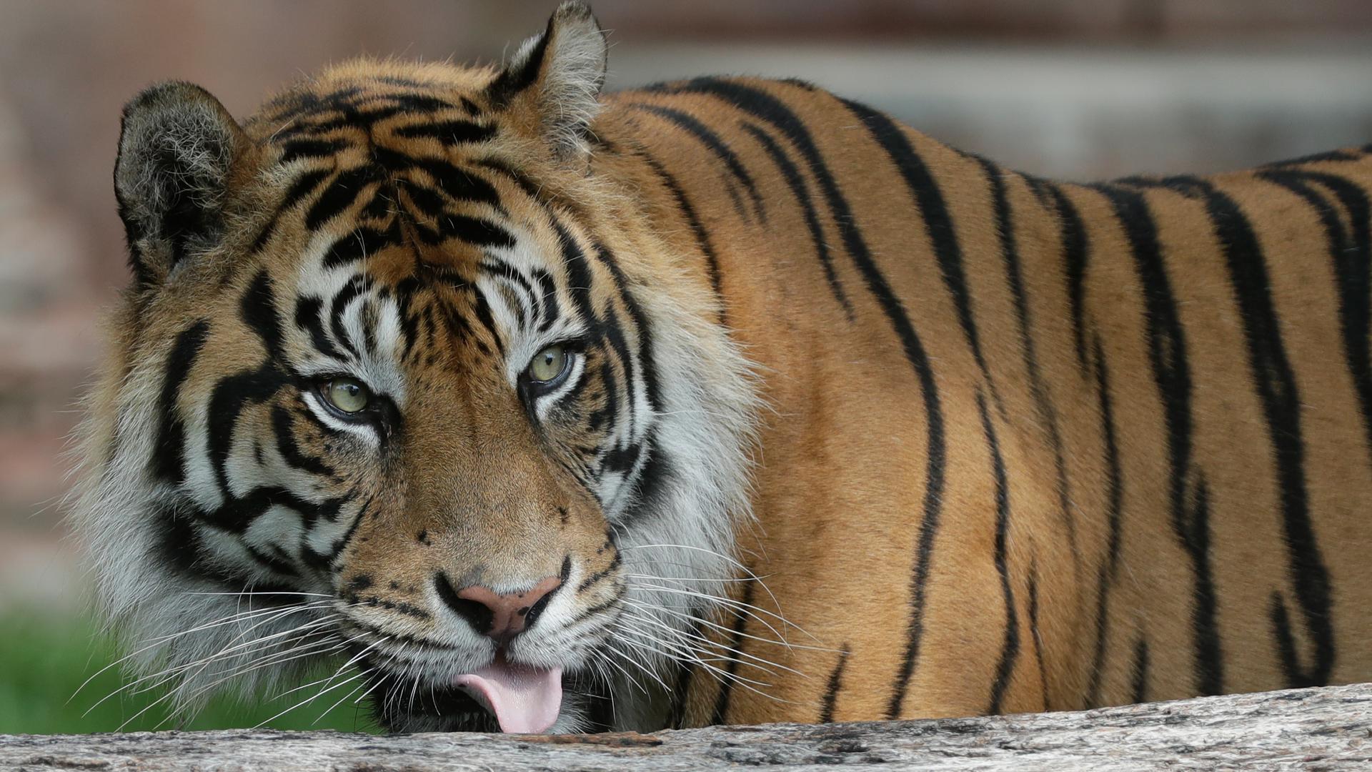 Tiger kills handler in 'accident' at Oklahoma preserve | wzzm13.com