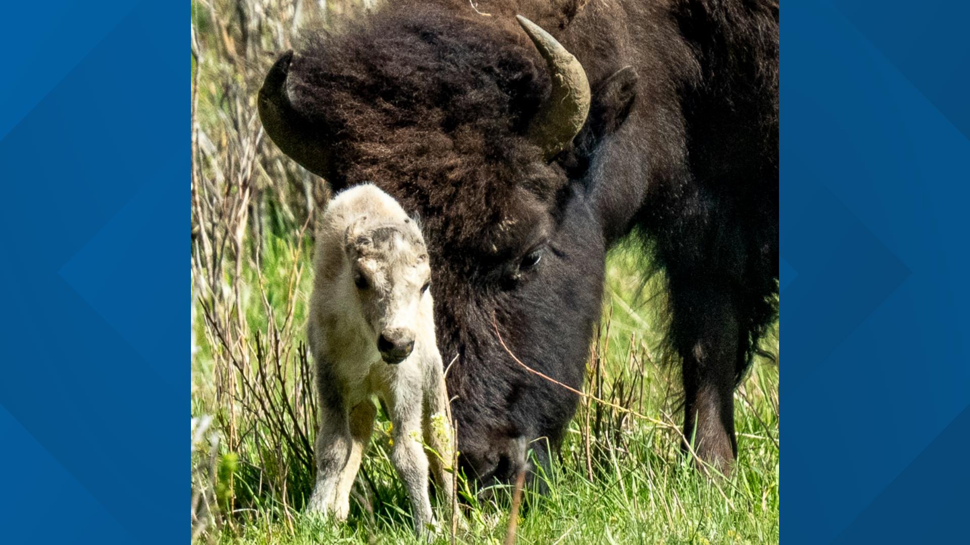 Rare white buffalo calf spotted in Yellowstone National Park | wzzm13.com