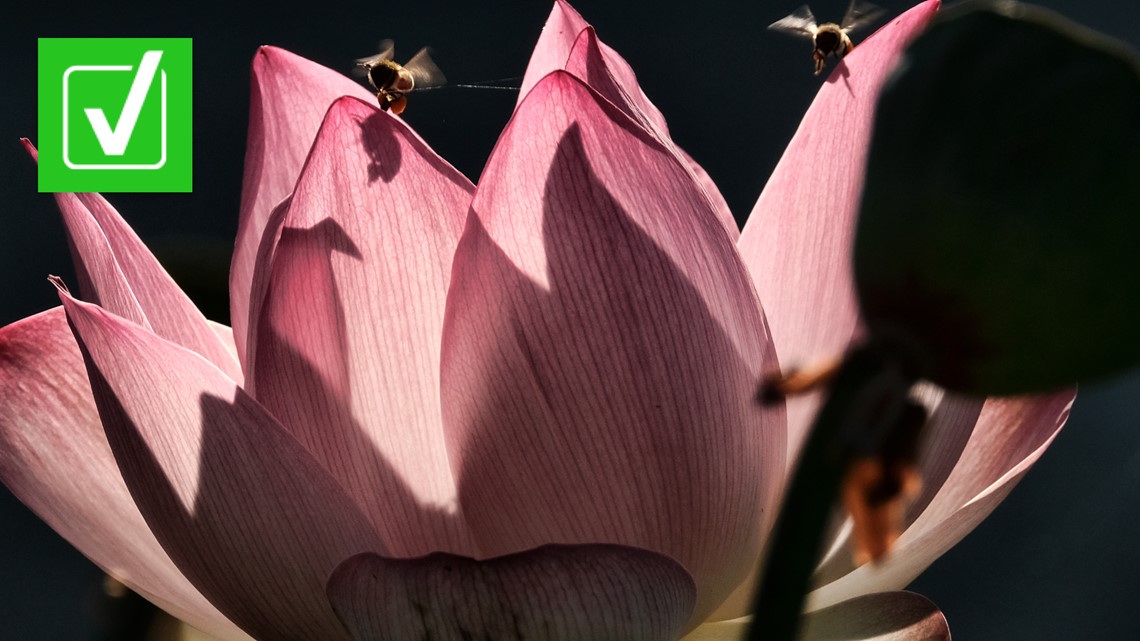 Bumble bees classified fish in state law, California court says ...