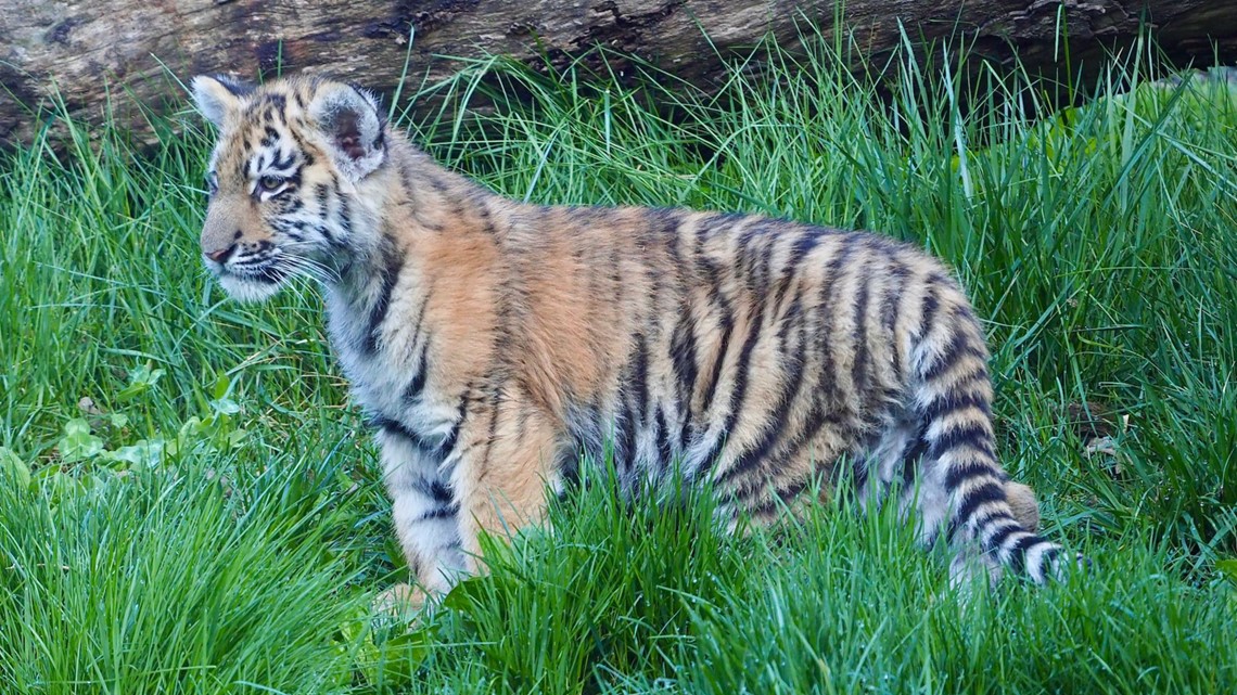 New tiger cubs made debut at Cleveland Zoo | wzzm13.com