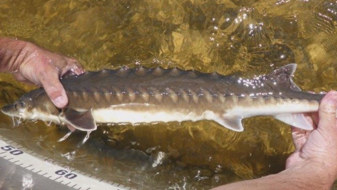 Sturgeon return to Milford after nearly 200 years | wzzm13.com