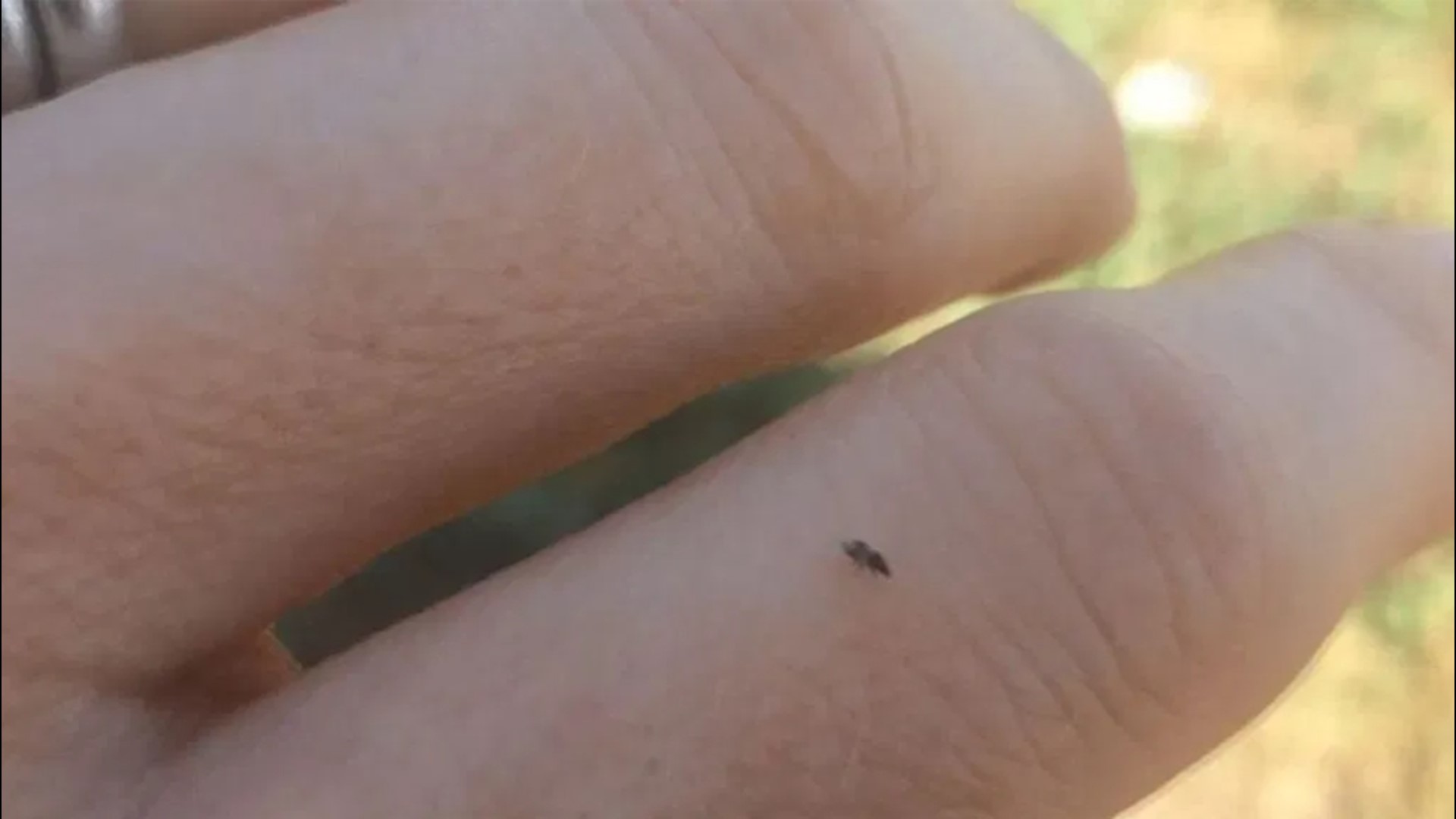 The tiny black bug with a huge bite | wzzm13.com