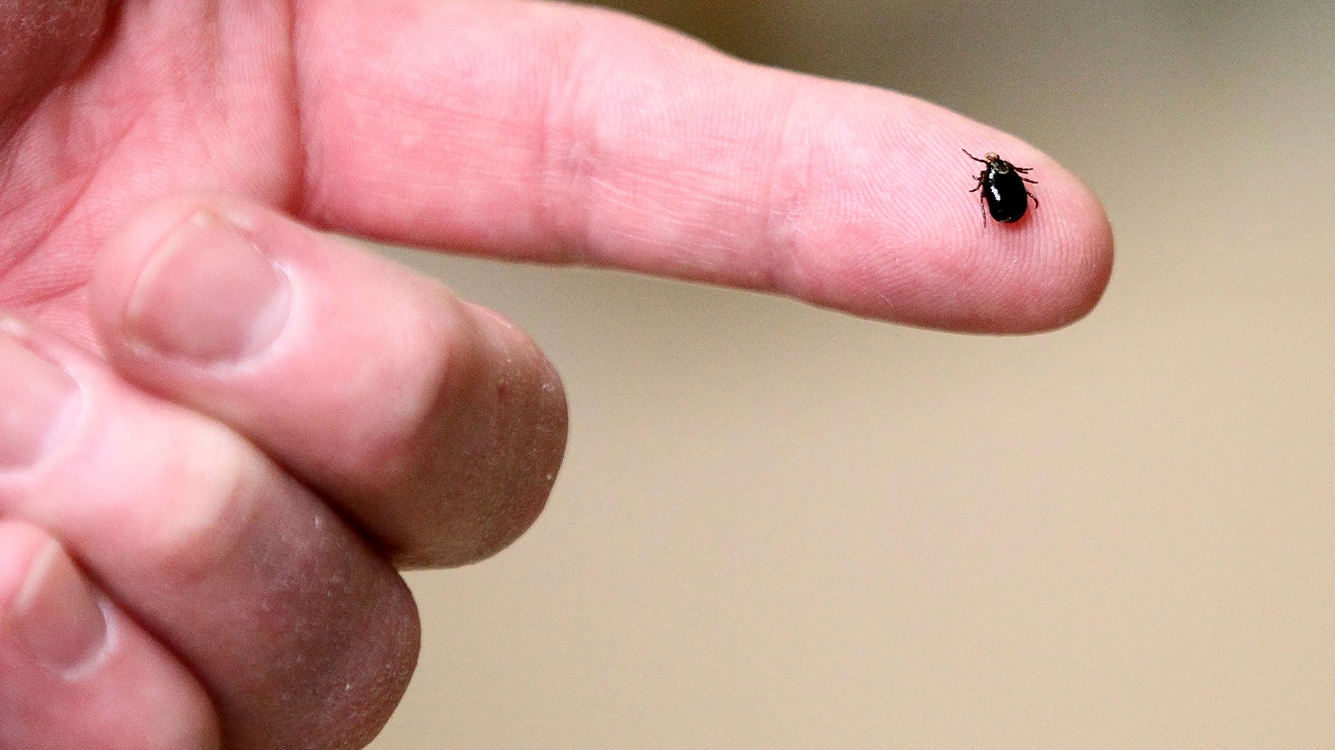 Know what to look for: This tick that causes Lyme disease is on the ...