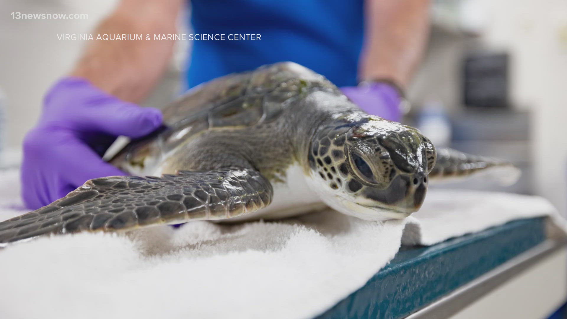 Virginia team aids record sea turtles amid cold | wzzm13.com