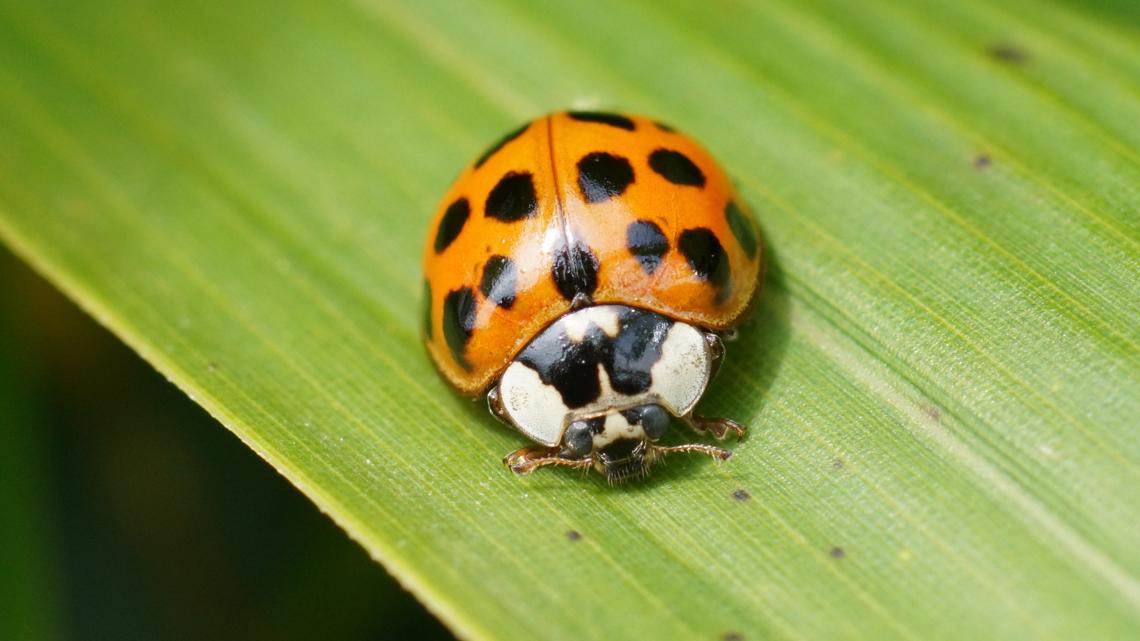 They're not ladybugs. Meet the Asian Lady Beetle | wzzm13.com