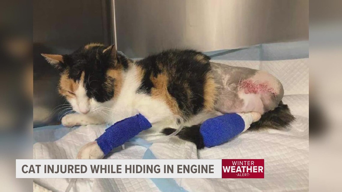 Cat severely injured after getting caught in car engine while ...