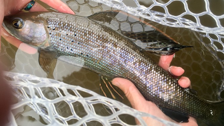 Arctic grayling return to Michigan as reintroduction initiative gains ...