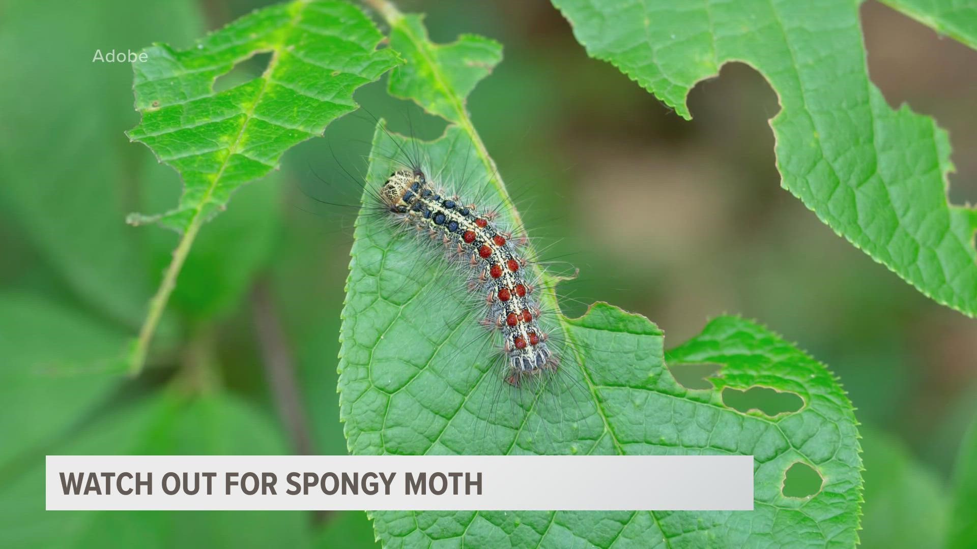 Newly named 'Spongy Moth' could soon be back in West Michigan | wzzm13.com