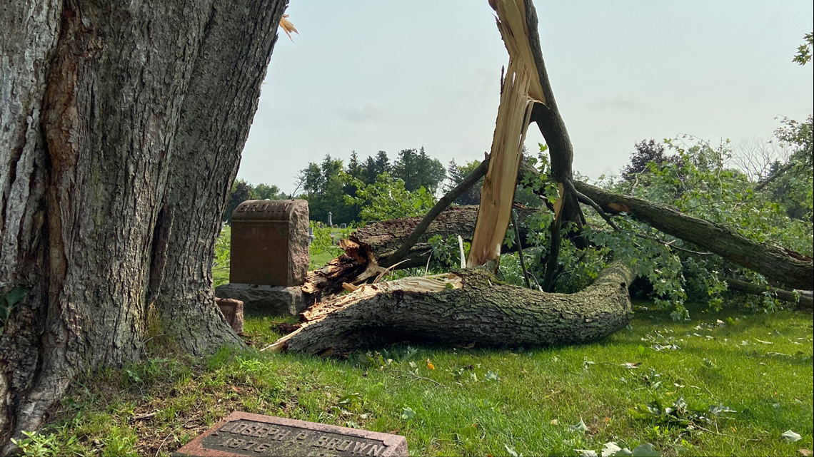 'It looked like a warzone': Dozens of trees toppled by storms in ...
