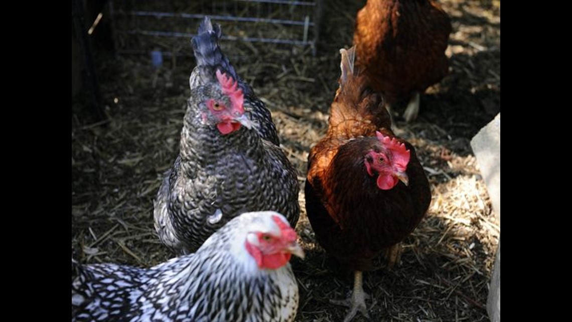 Bird flu detected in backyard Michigan flock, feds say | wzzm13.com