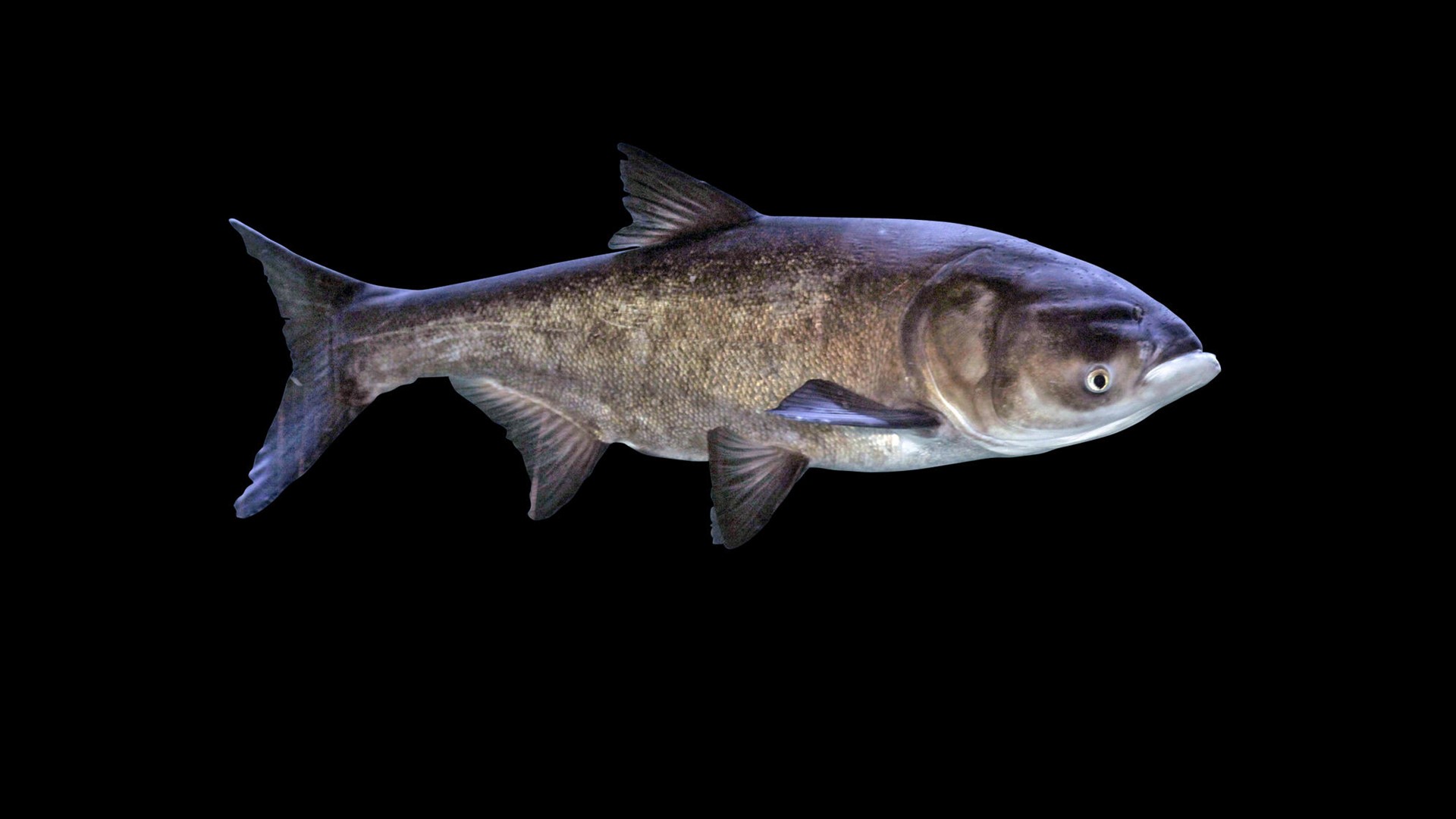 Asian carp DNA found in Kalamazoo River | wzzm13.com
