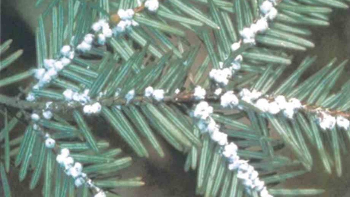 Invasive pest spreads to more Michigan counties, killing hemlock trees ...