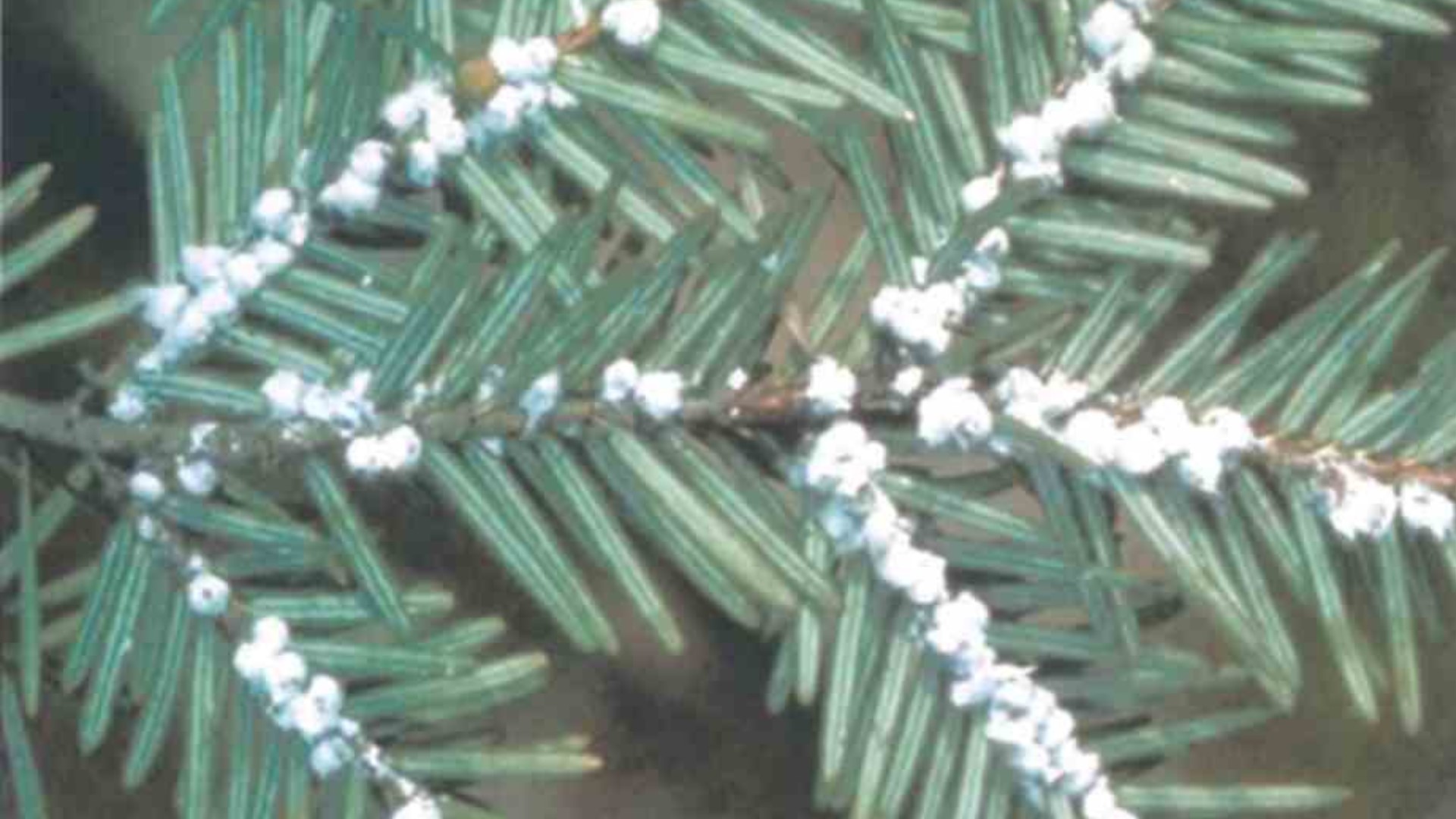 Invasive pest spreads to more Michigan counties, killing hemlock trees ...