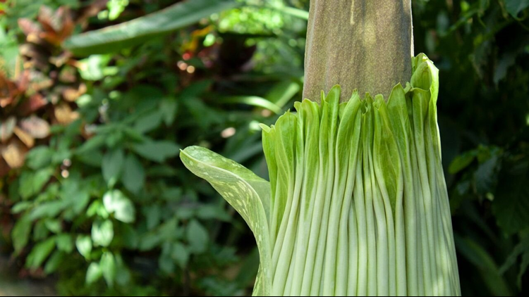 Plant that smells like 'rotting meat' to bloom for the first time at ...