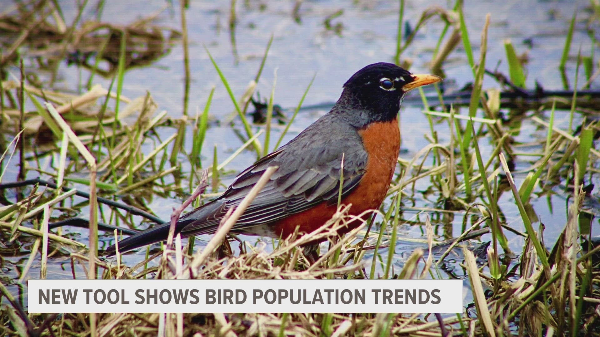 American Robin populations declining as shown by newly released data ...