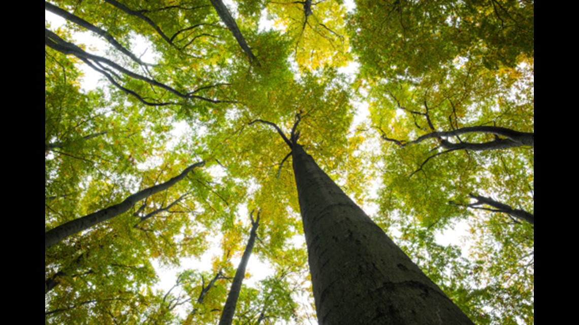 Nonprofit seeks submissions for Michigan's biggest trees | wzzm13.com