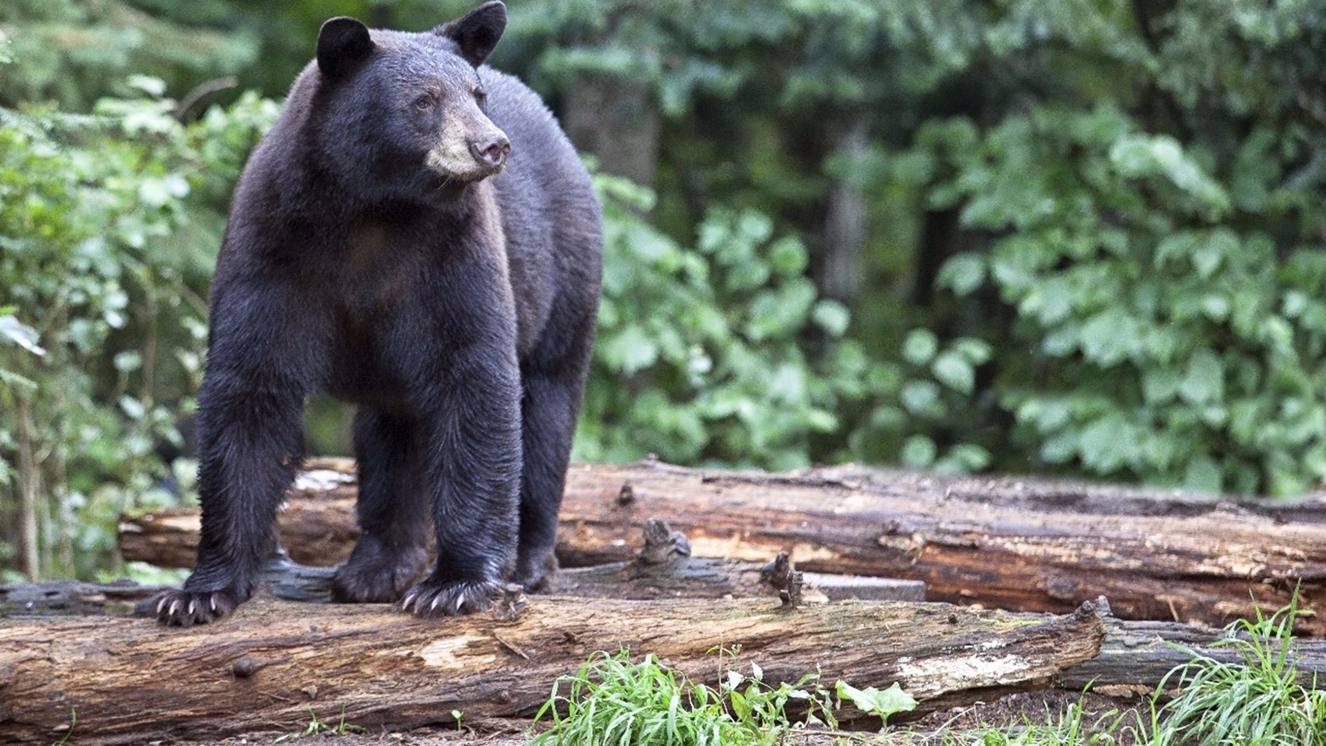 'SAFETY ALERT' | Large bear spotted in Montague along with cub | wzzm13.com