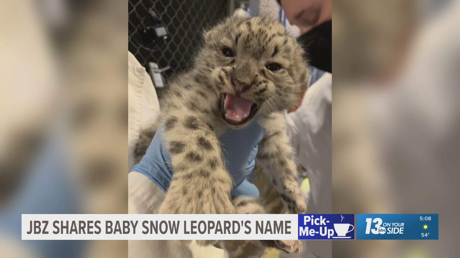 IT'S A GIRL! | John Ball Zoo announces name of new snow leopard cub ...