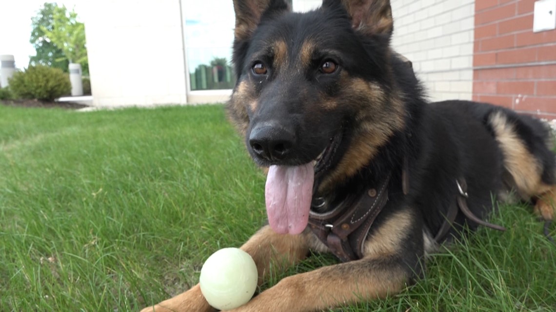 Canine units play important role in search-and-rescue | wzzm13.com