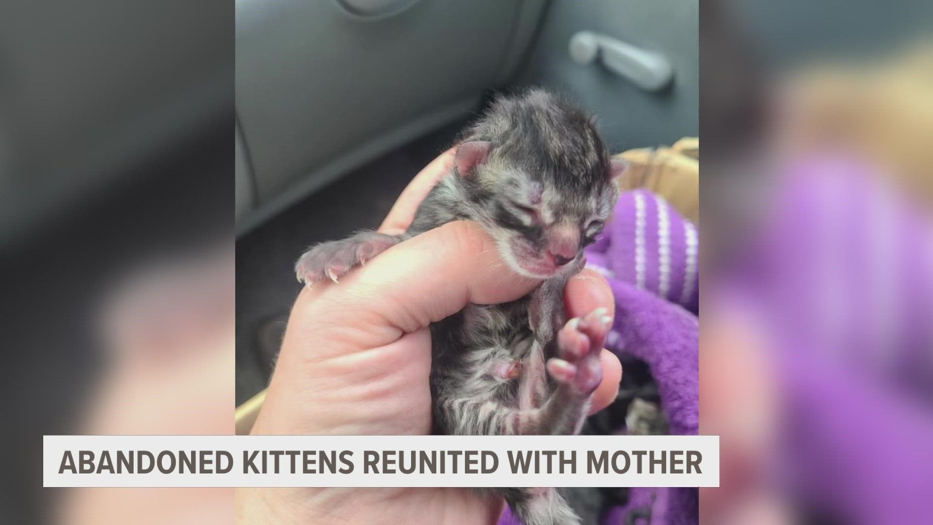 Kittens abandoned on grate at Muskegon Co. car wash reunited with ...
