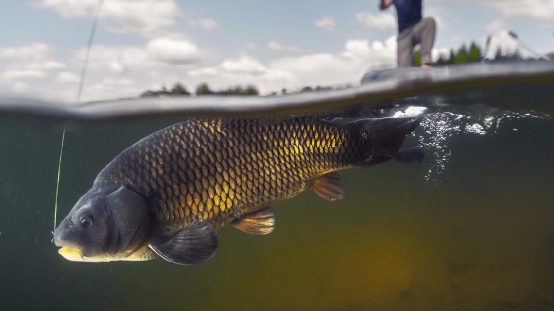 Bait regulations seek to curb fish disease, invasive species | wzzm13.com