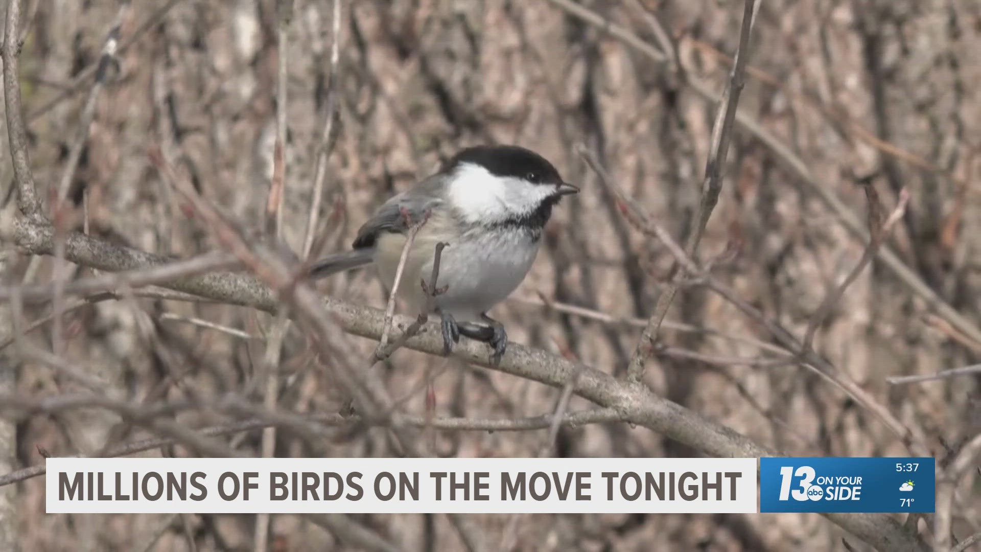 Millions of birds expected to migrate south for winter overnight ...