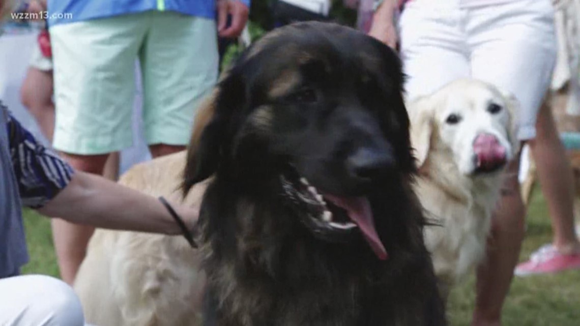 BISSELL Pet Foundation hosts first national 'Walktail' walkathon ...