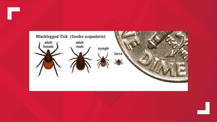 Know what to look for: This tick that causes Lyme disease is on the ...