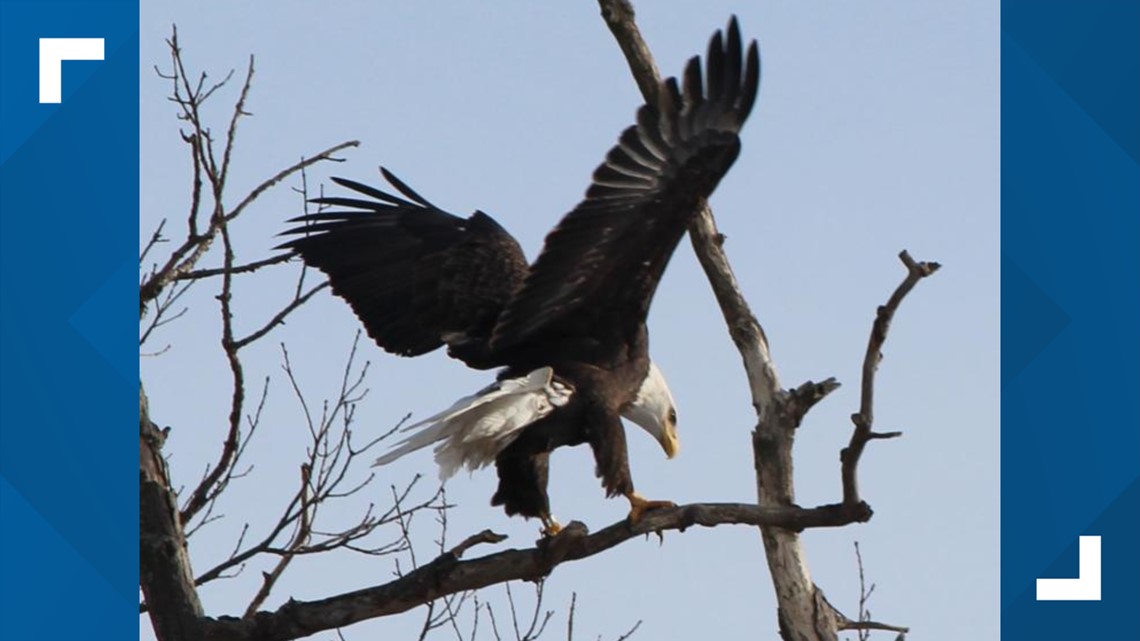 2nd dead eagle in a week discovered in Muskegon/Grand Haven area ...