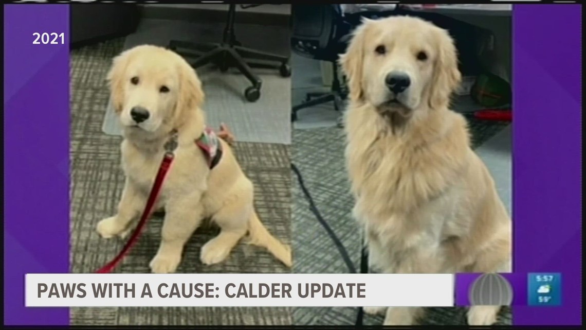 13 ON YOUR SIDE Paws With A Cause puppy got adopted | wzzm13.com