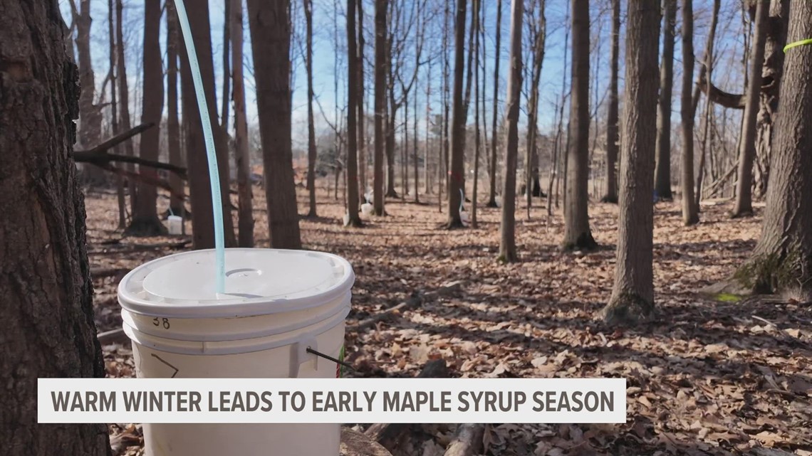 Warm winter sparks early maple syrup season in West Michigan | wzzm13.com