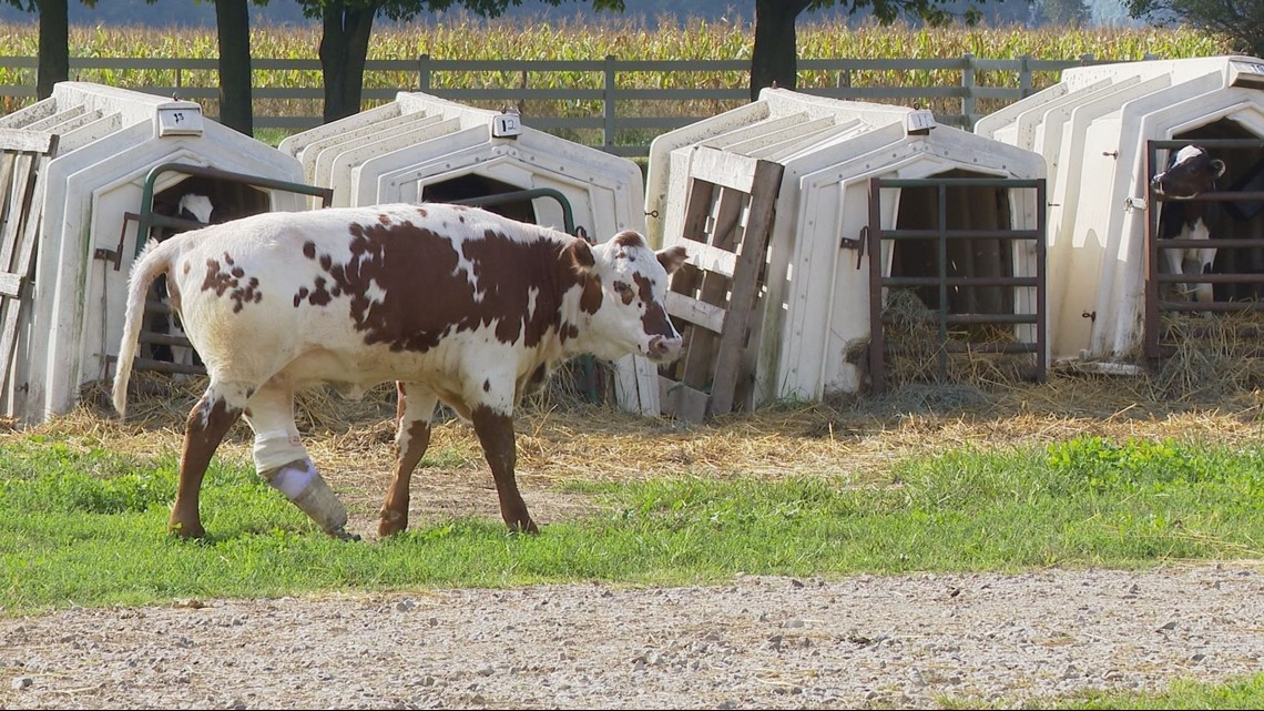 UDDERLY AMAZING | Artificial leg saves life of Charlette the cow ...