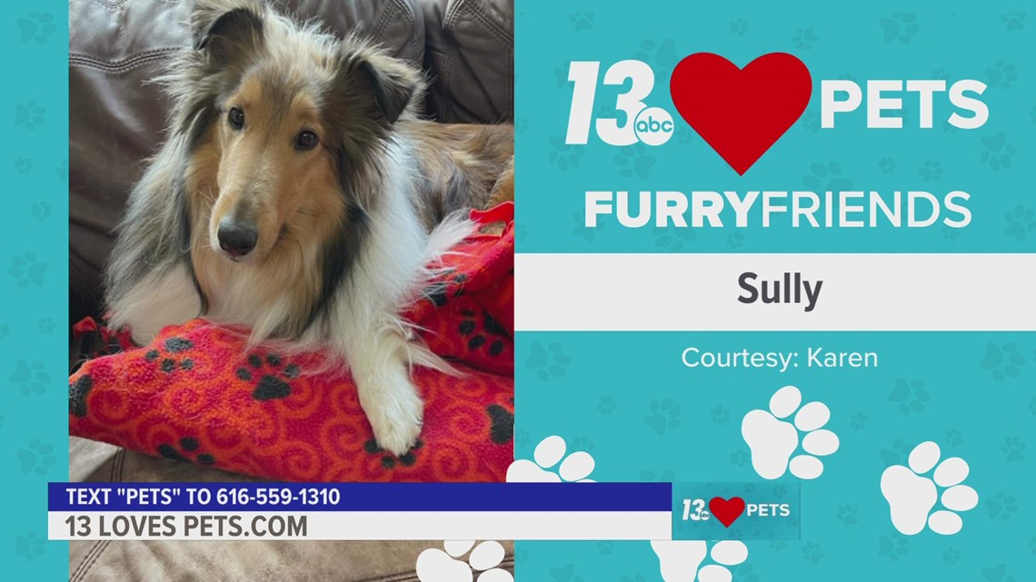 Furry Friends: August 1, 2022 | Bella and Sully | wzzm13.com