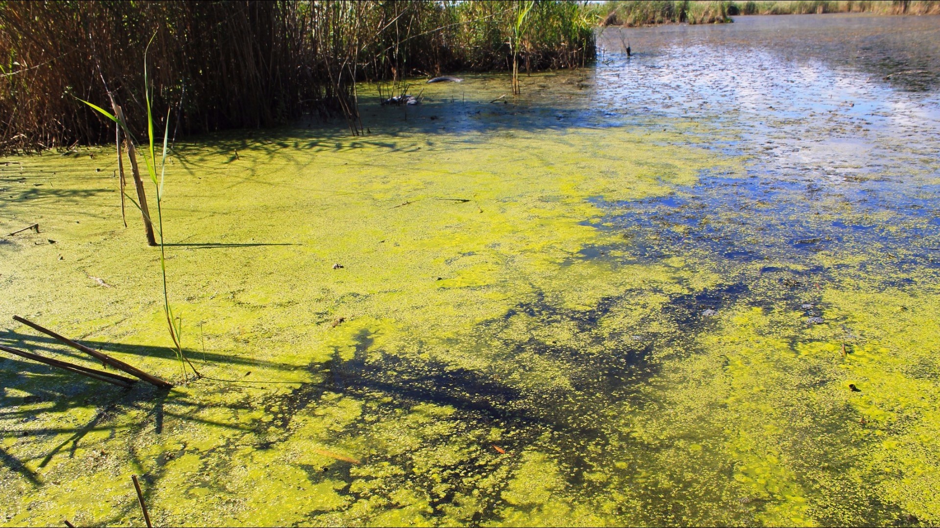 Blue-green algae bloom found in Allegan's Duck Lake | wzzm13.com