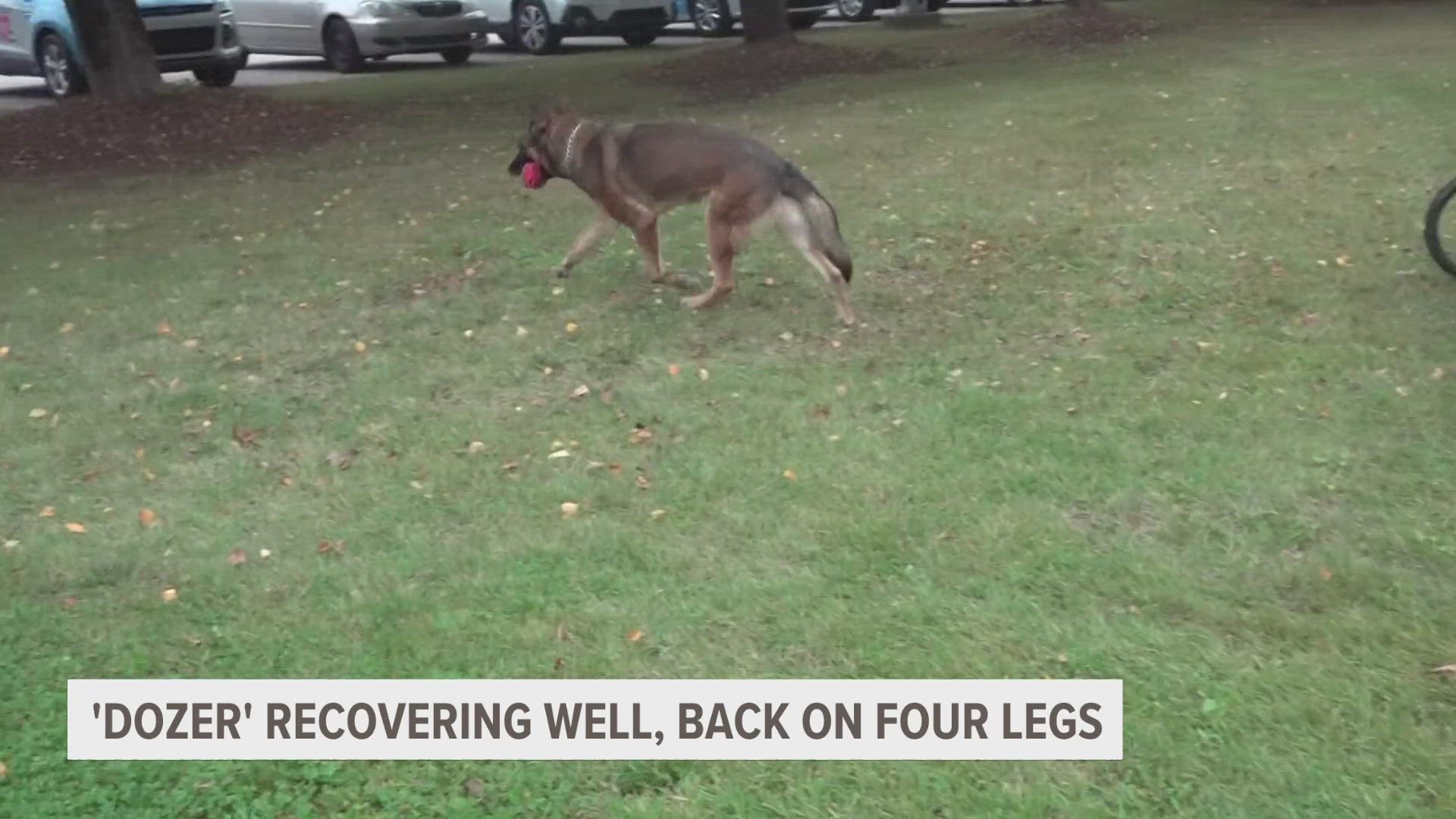 GRPD K9 healing better than expected after hit and run crash | wzzm13.com