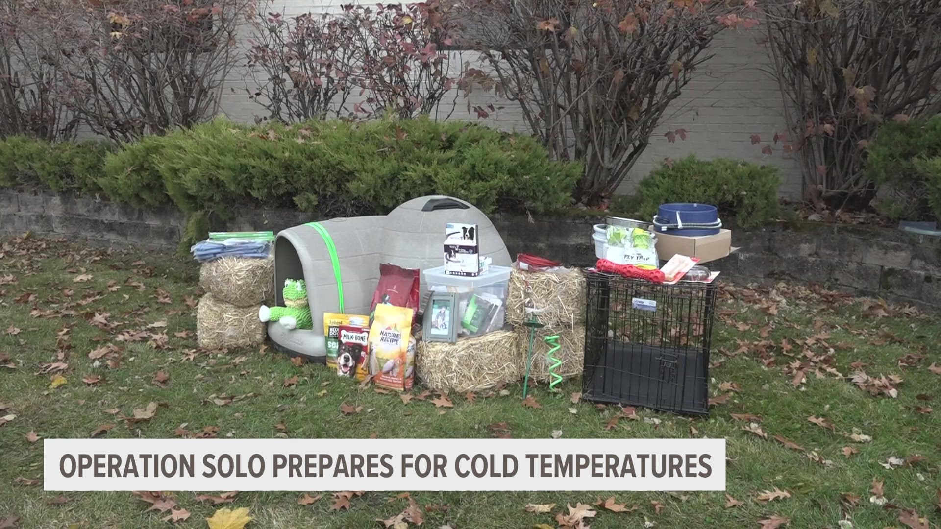 How to help Operation Solo keep Muskegon County pets warm | wzzm13.com