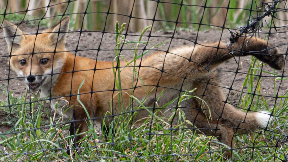 Officers rescue fox kit | wzzm13.com