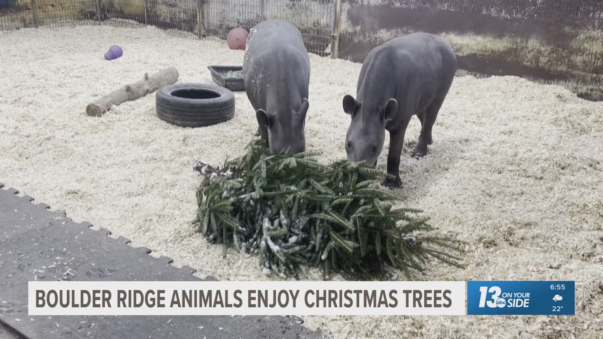 Boulder Ridge animals would love to eat your Christmas trees | wzzm13.com