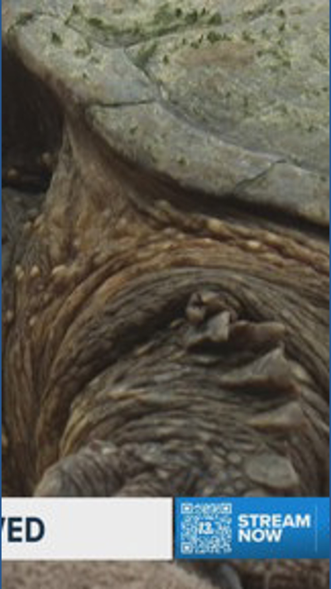 'Doug the Tank' | Snapping turtle saved at the beach, now doing okay ...