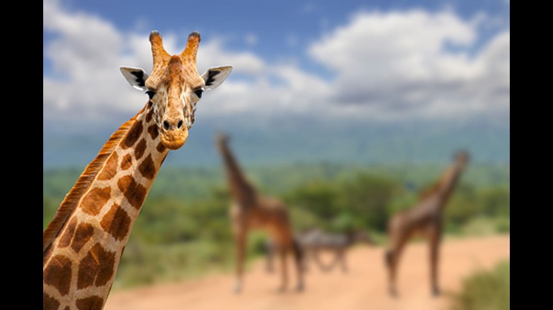 John Ball Zoo hoping to bring giraffes to Grand Rapids | wzzm13.com