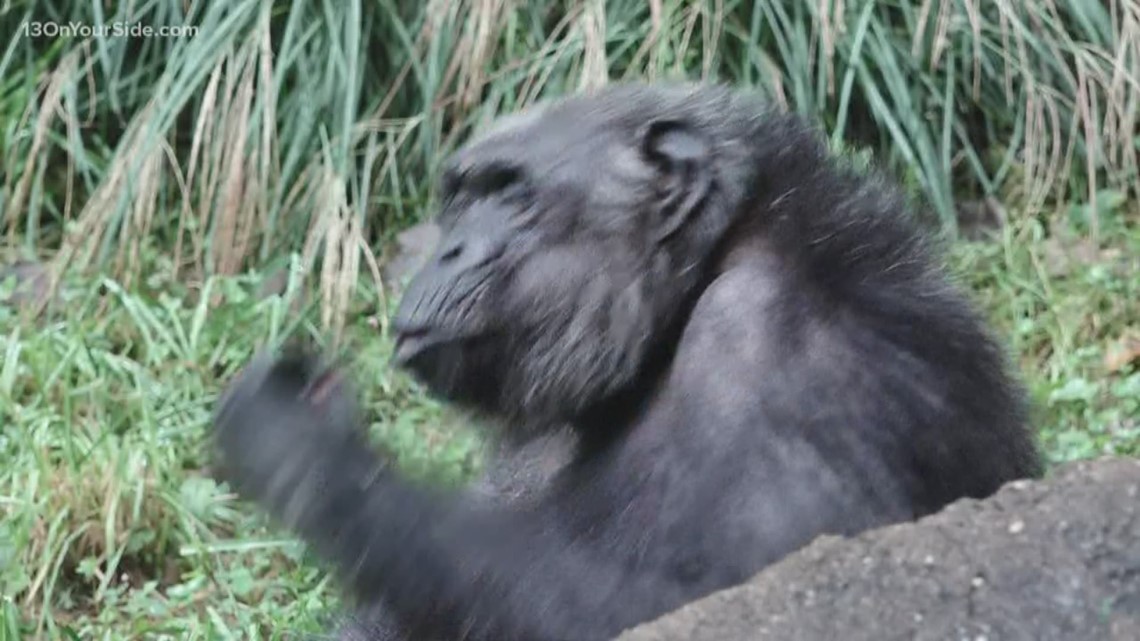 Spectrum Health doctor examines John Ball Zoo chimpanzee's wrist ...